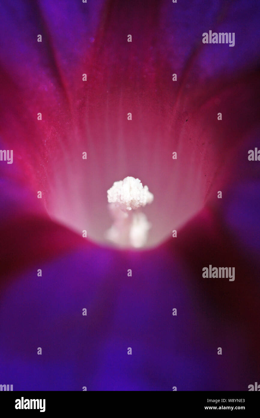 Windengewachs hi-res stock photography and images - Alamy