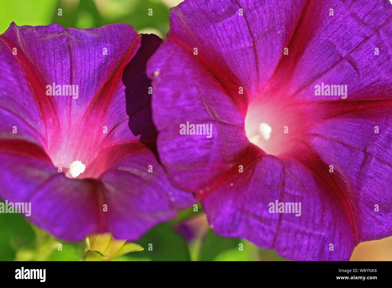 Windengewachs hi-res stock photography and images - Alamy