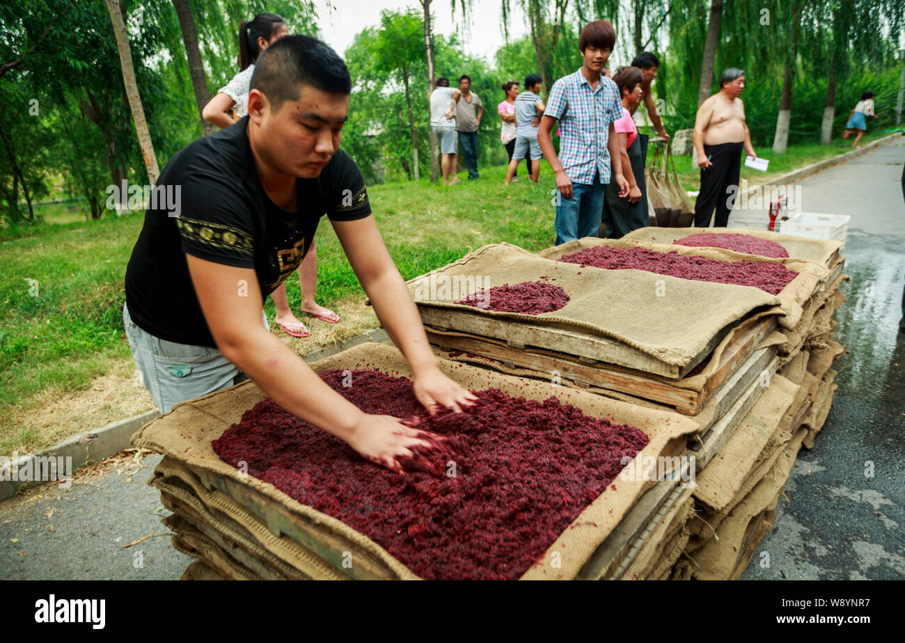 A Chinese larvae buyer packs up larvae of mosquitoes caught in the ...