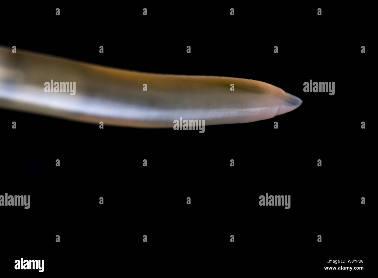 Toxocara roundworms hi-res stock photography and images - Alamy