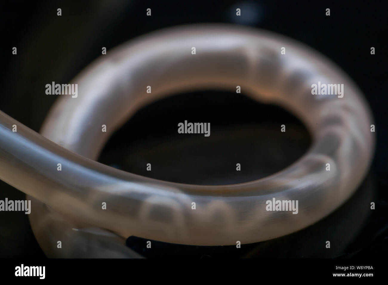 Macro photo of adult worm Toxocara canis, dog roundworm Stock Photo - Alamy