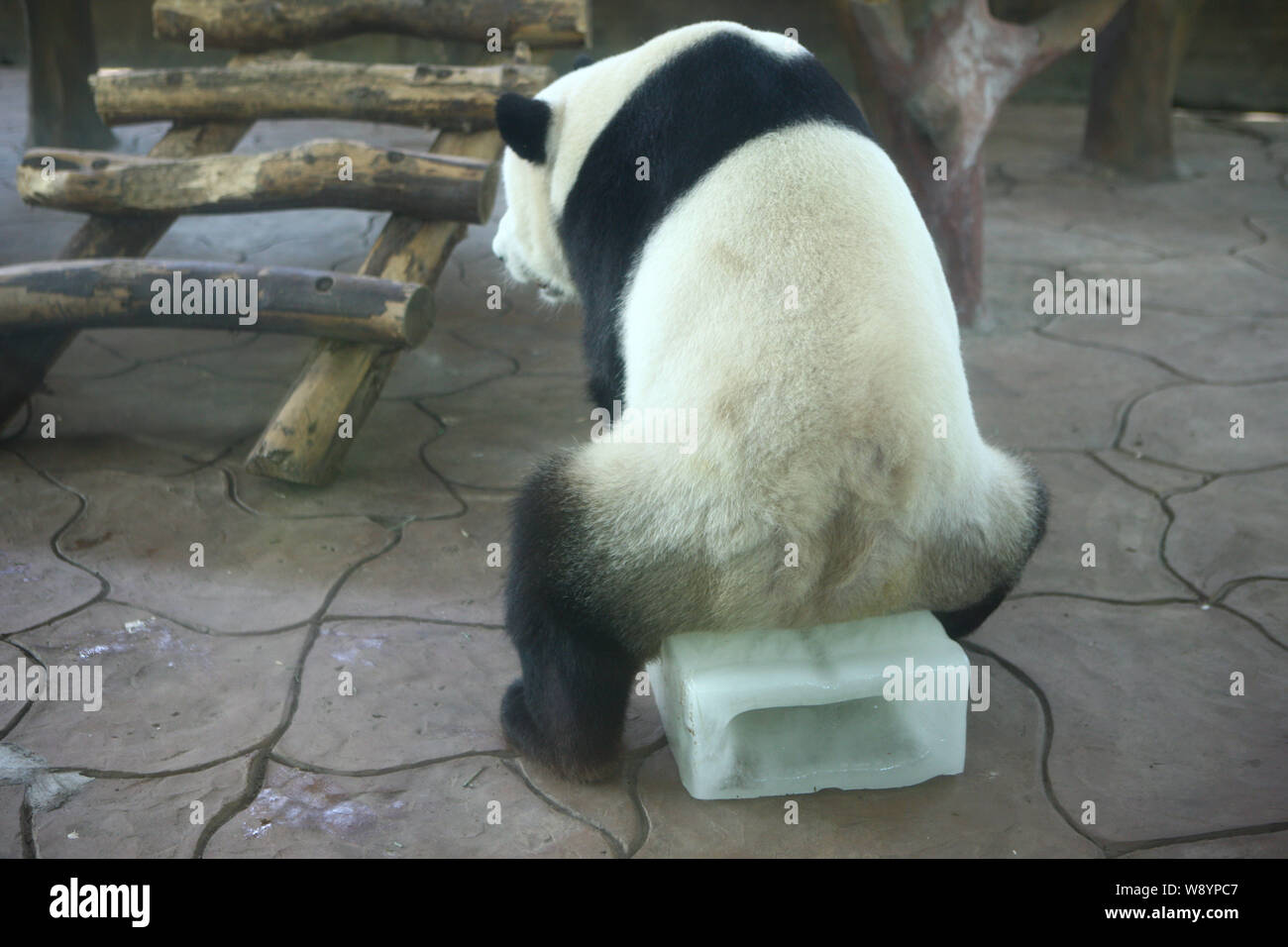 A giant panda sits on an ice block to cool down at a zoo on a scorching ...