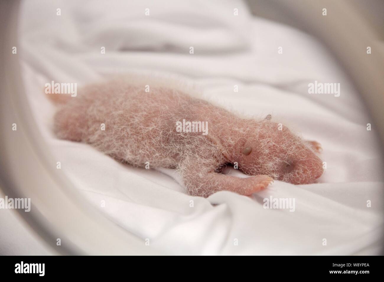 In this handout picture, one of the panda triplets born by female giant ...