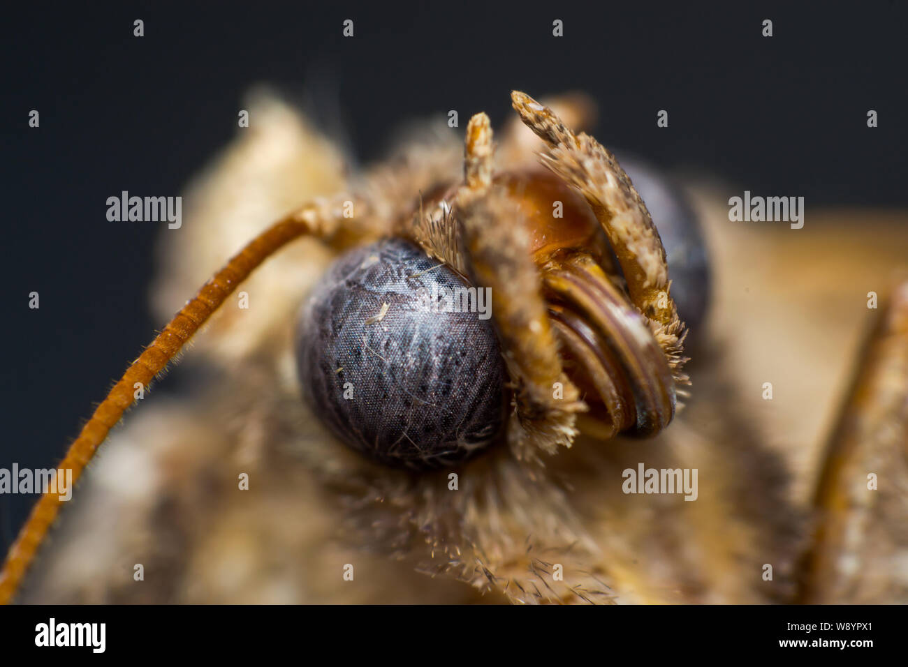 night butterfly head close-up photo Stock Photo - Alamy