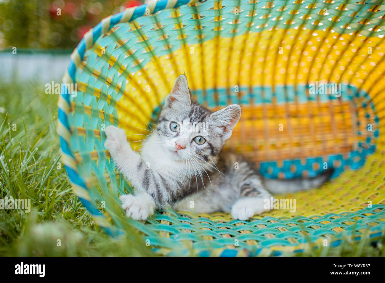 Adorable little gray kitten in the garden on the green grass in the ...