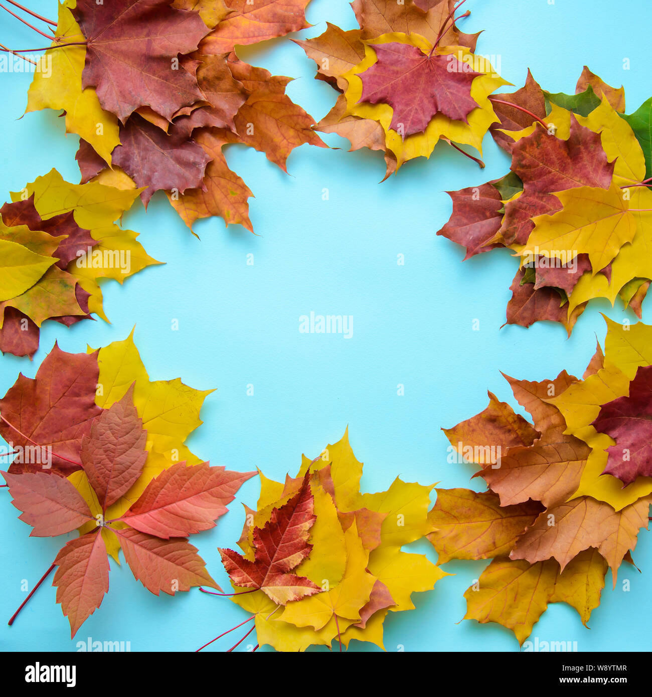 Square frame of bright autumn leaves on blue background, with copy ...