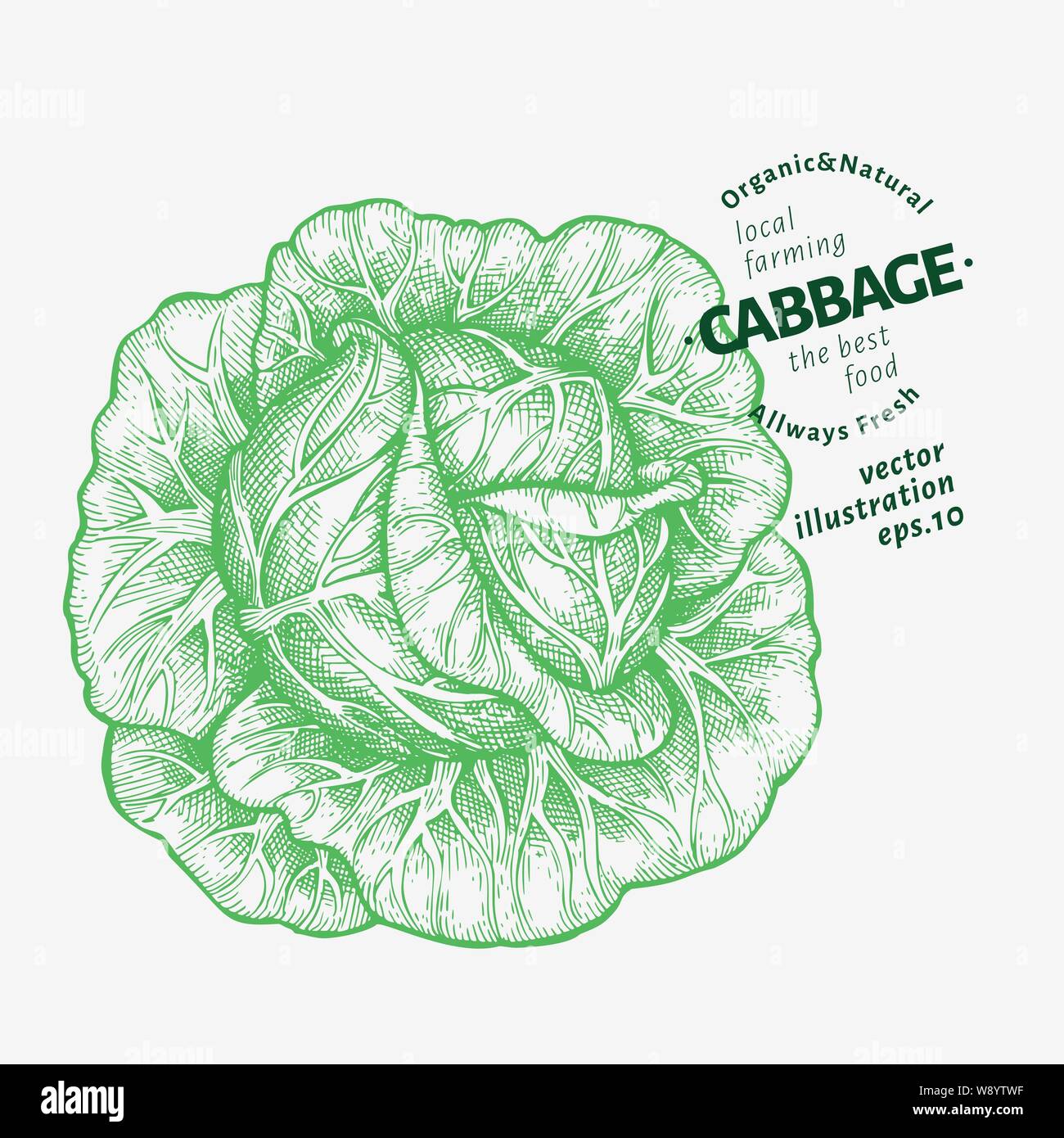 Cabbage illustration. Hand drawn vector vegetable illustration ...