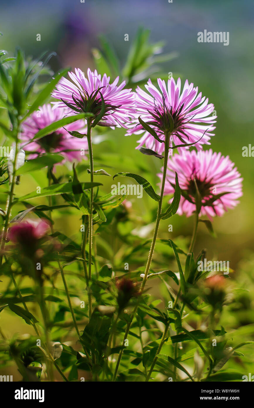 Beautiful pink flowers astra in the garden in the sunlight Stock Photo ...