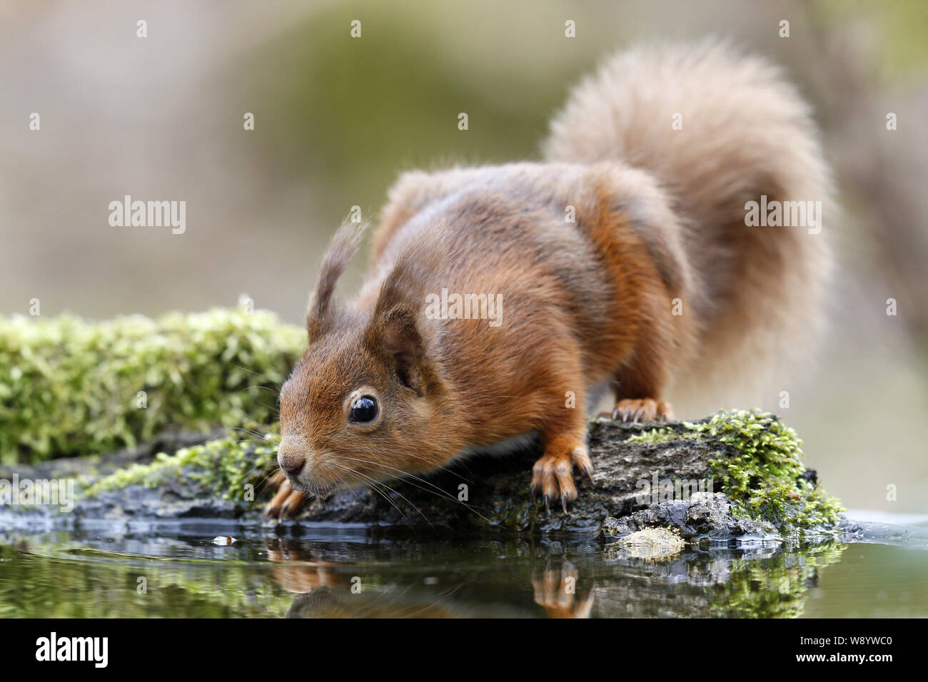 Red Squirrel, Sciurus vulgaris, drinking Stock Photo - Alamy