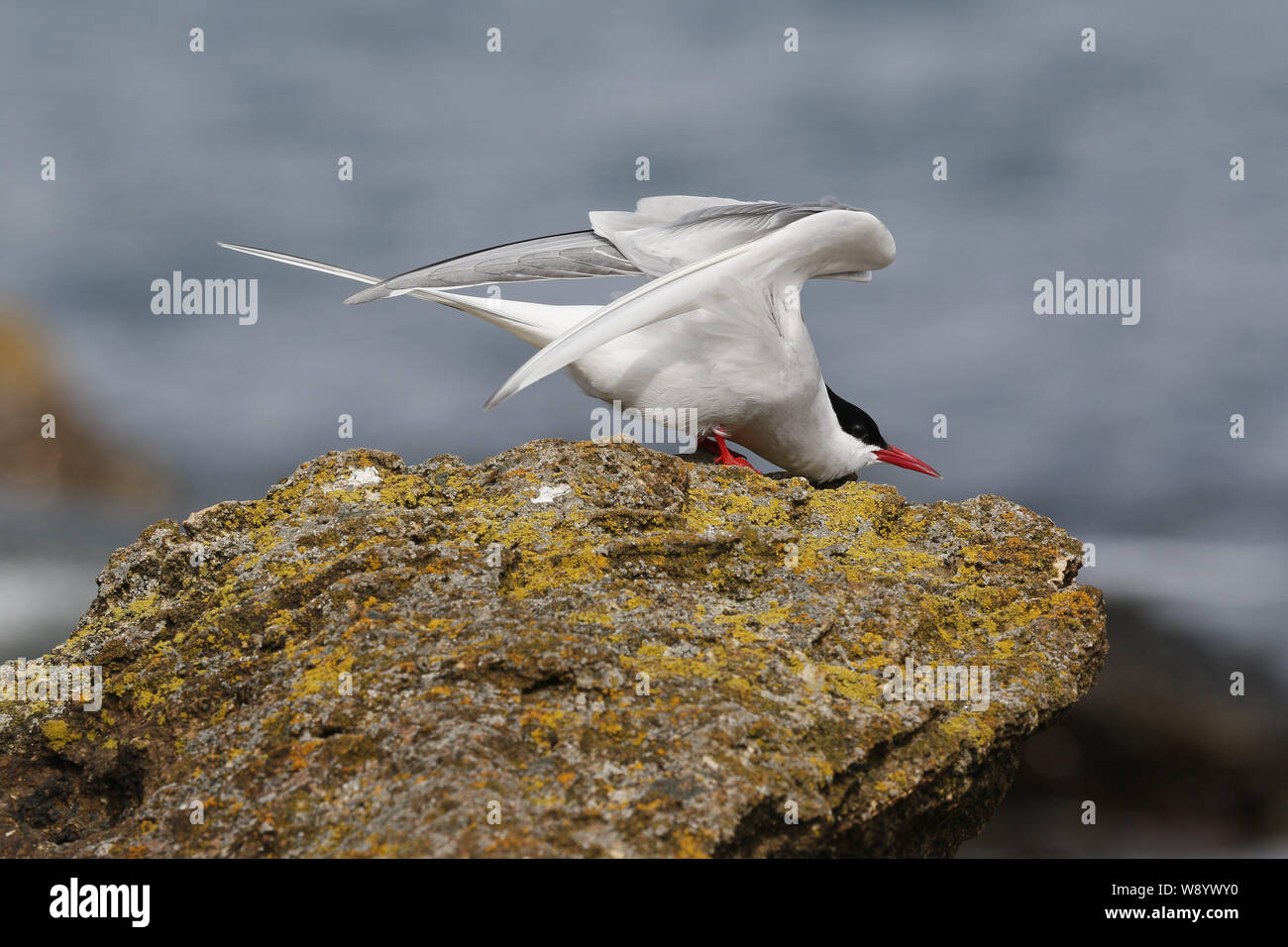 Arctic Tern, sterna paradisea wing stretch Stock Photo - Alamy