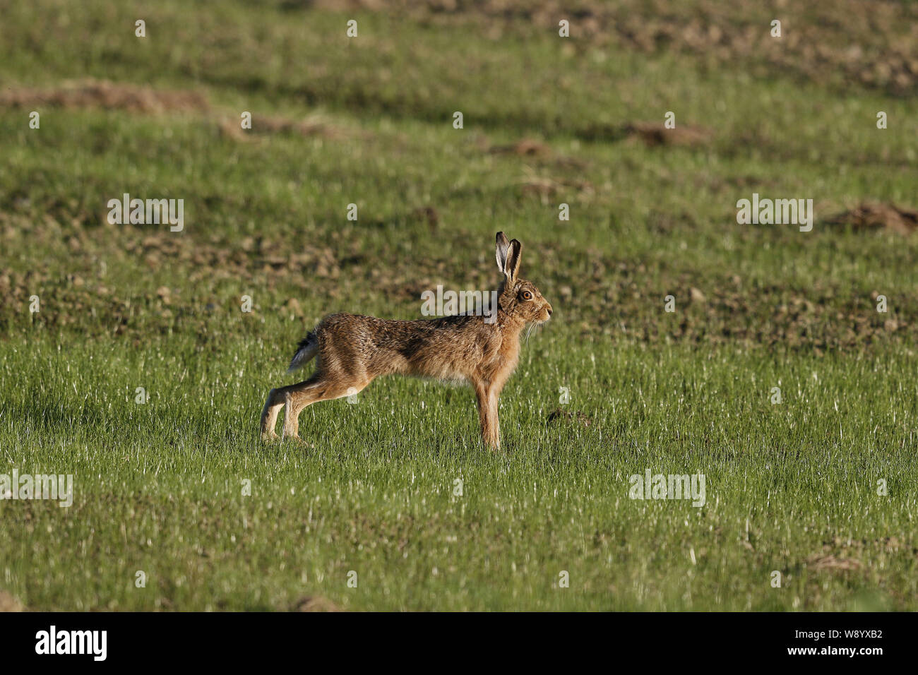 Brown Hare, Lepus capensis, stretching Stock Photo - Alamy