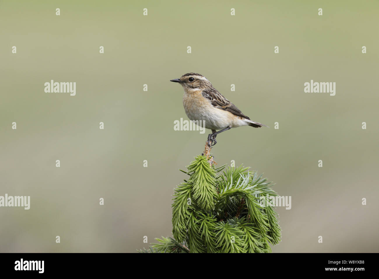 Whinchat, Saxicola rubetra, female Stock Photo - Alamy