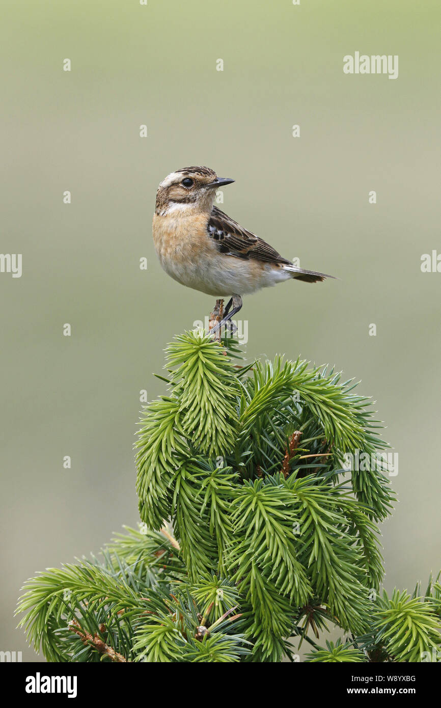 Female whinchat hi-res stock photography and images - Alamy