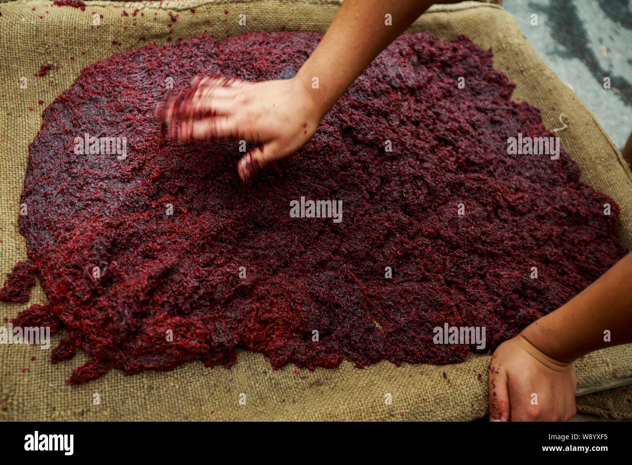 A Chinese larvae buyer levels up and packs up larvae of mosquitoes ...