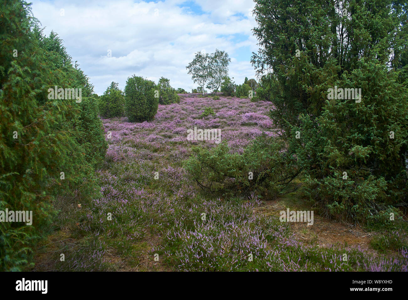 Heather in bloom Stock Photo - Alamy
