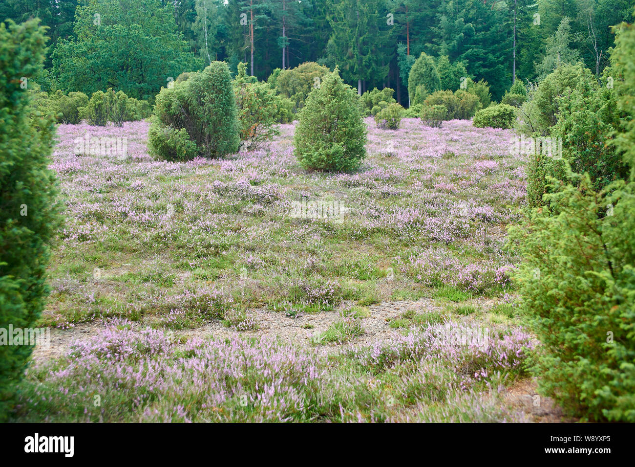 Heather in bloom Stock Photo - Alamy