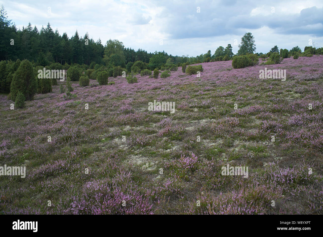 Heather in bloom Stock Photo - Alamy