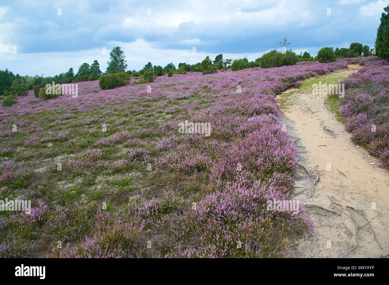 Heather in bloom Stock Photo - Alamy