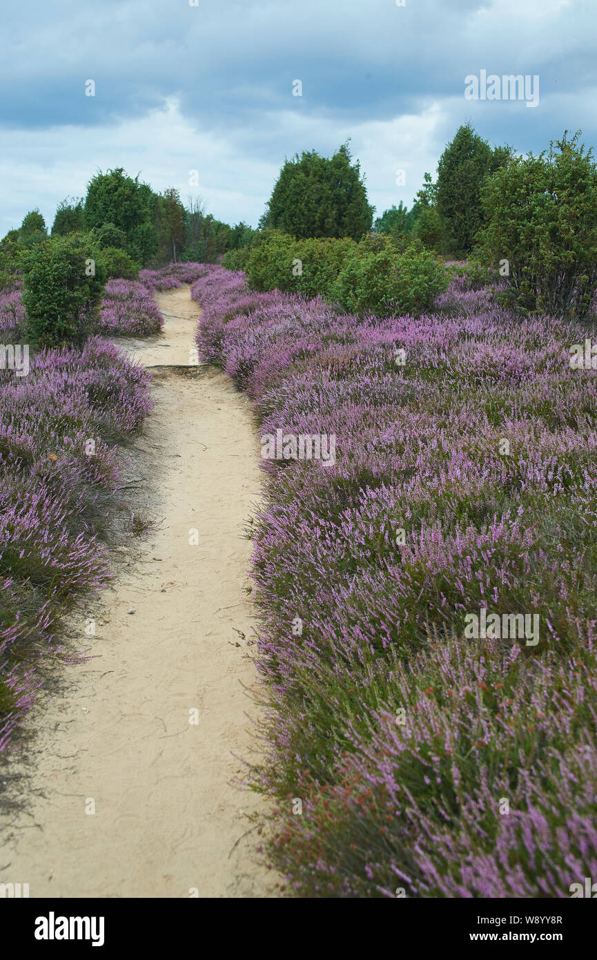 Heather in bloom Stock Photo - Alamy