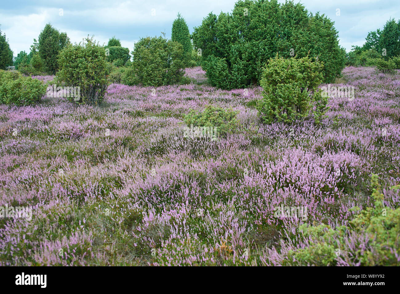 Heather in bloom Stock Photo - Alamy
