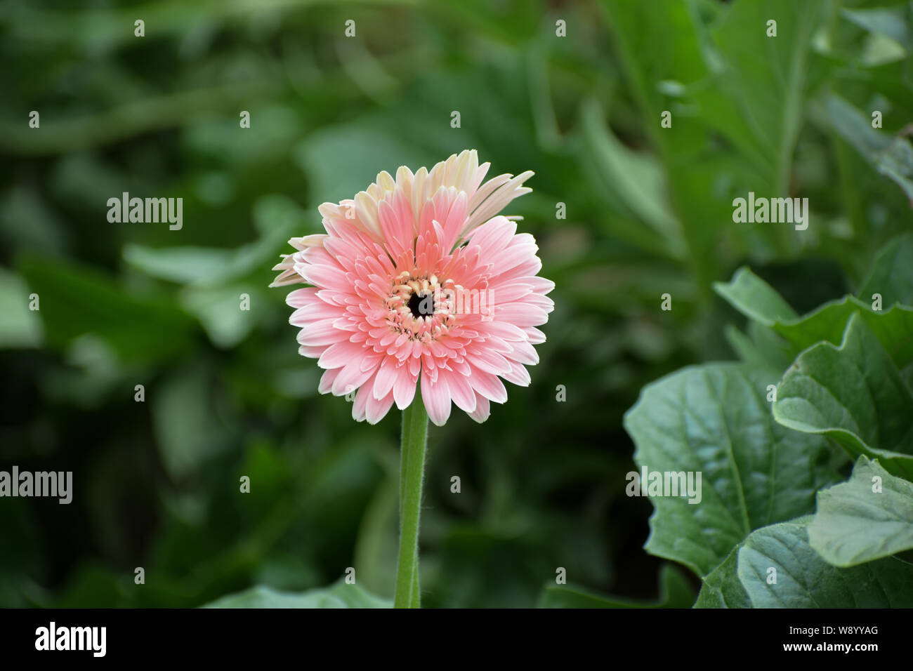 Close up shot of Gerbera daisies (Gerbera jamesonii) are commonly grown ...