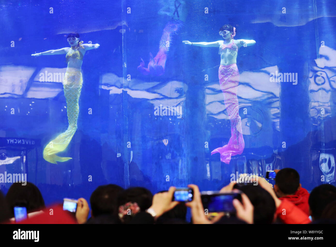 --FILE--Entertainers dressed as mermaids perform in a gigantic aquarium ...