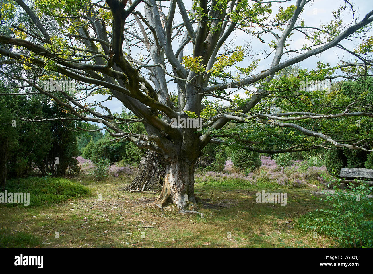 Old alder tree hi-res stock photography and images - Alamy