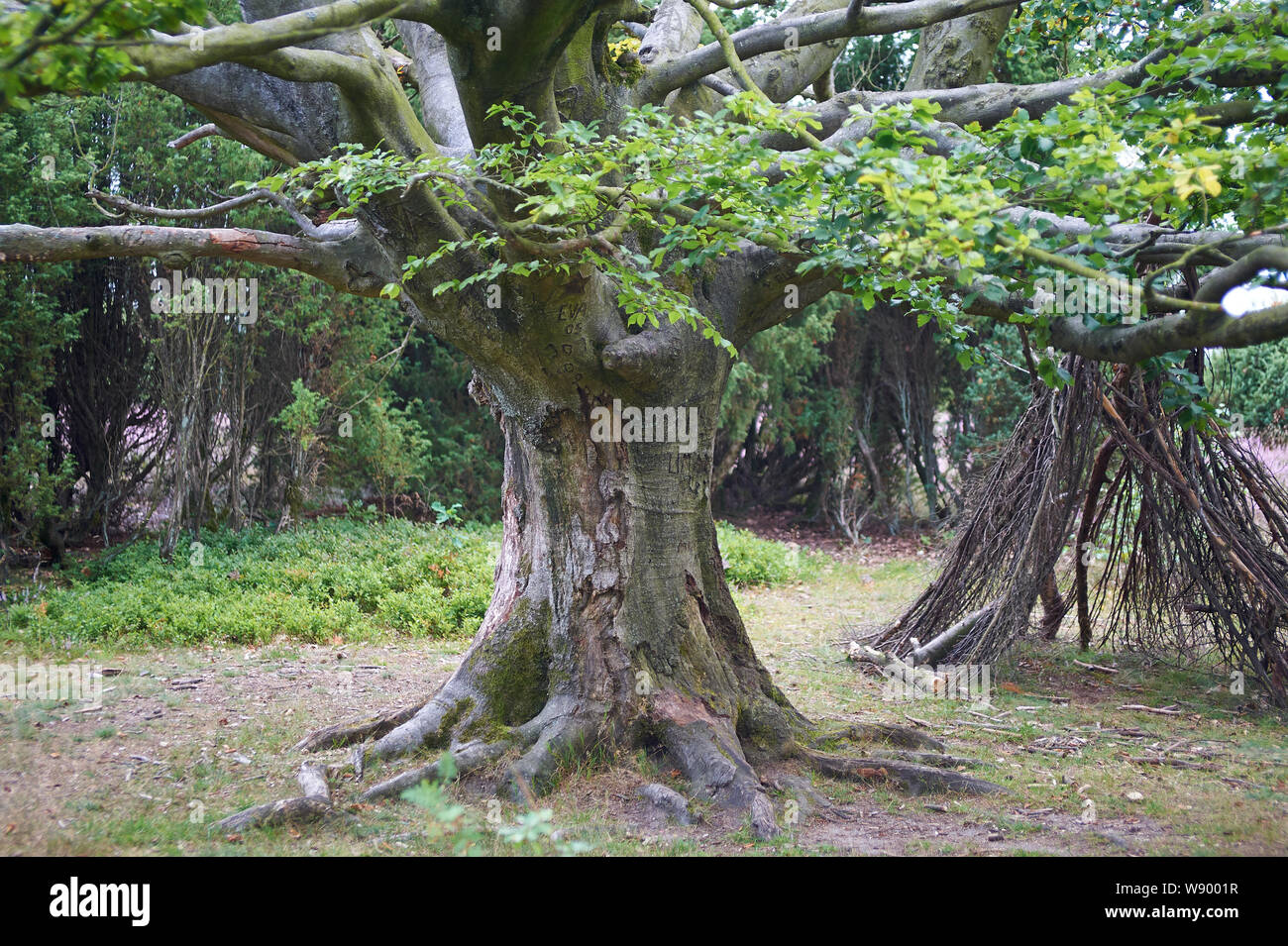 A sweeping old alder tree in the Lüneburg Heath Stock Photo - Alamy