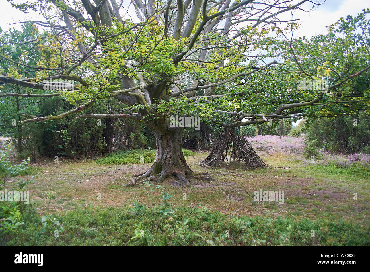 A sweeping old alder tree in the Lüneburg Heath Stock Photo - Alamy