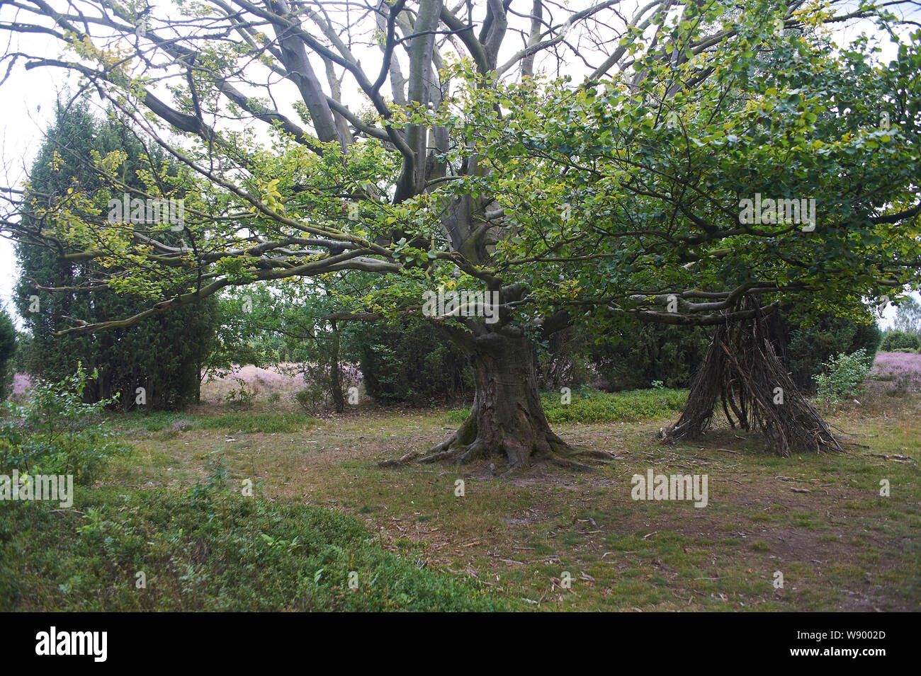 A sweeping old alder tree in the Lüneburg Heath Stock Photo - Alamy