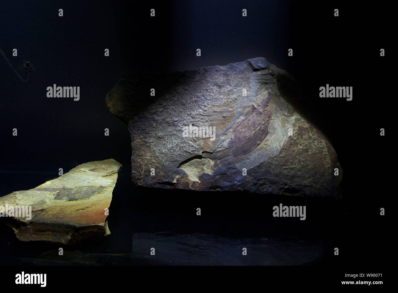 View of a fossil at the Location of the First Chengjiang Fauna Fossil ...