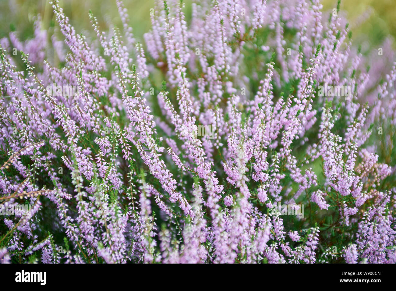 Heather in bloom Stock Photo - Alamy