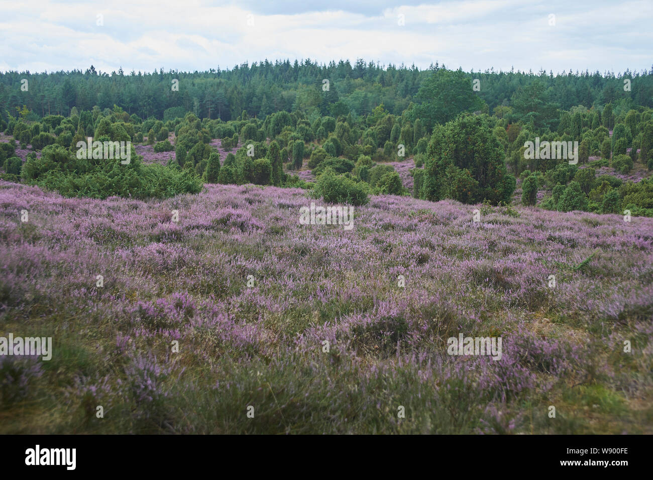 Heather in bloom Stock Photo - Alamy