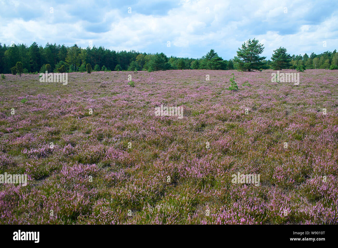 Heather in bloom Stock Photo - Alamy