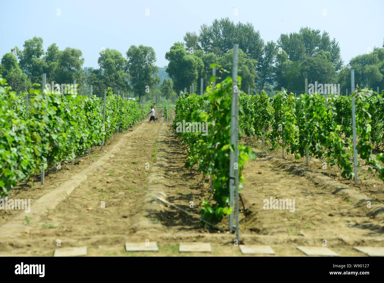 --FILE--Grapevines are planted in a vineyard at the International Grape ...