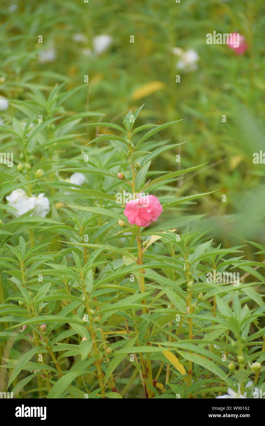 Dopati flower hi-res stock photography and images - Alamy
