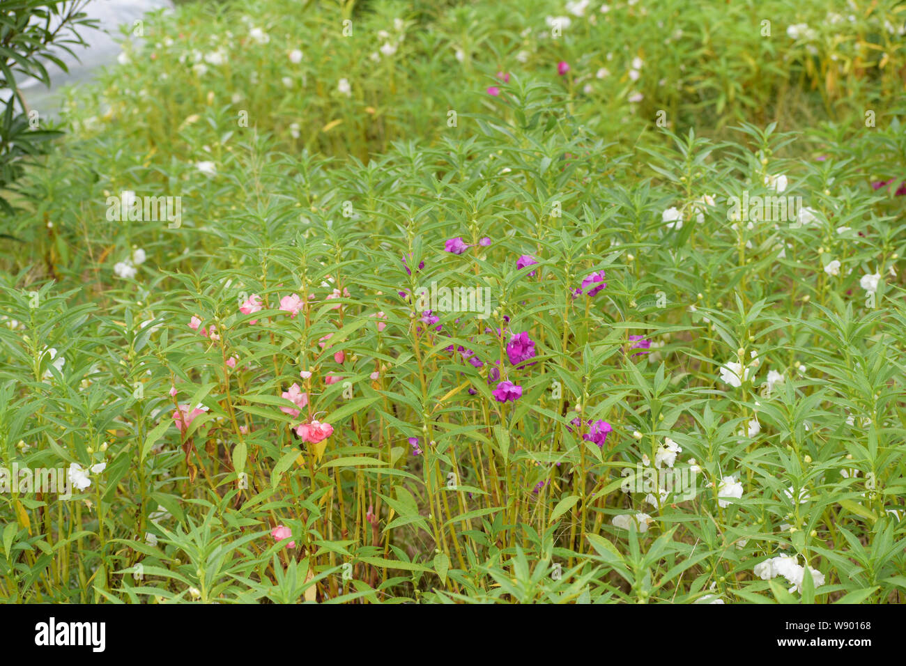 Dopati hi-res stock photography and images - Alamy