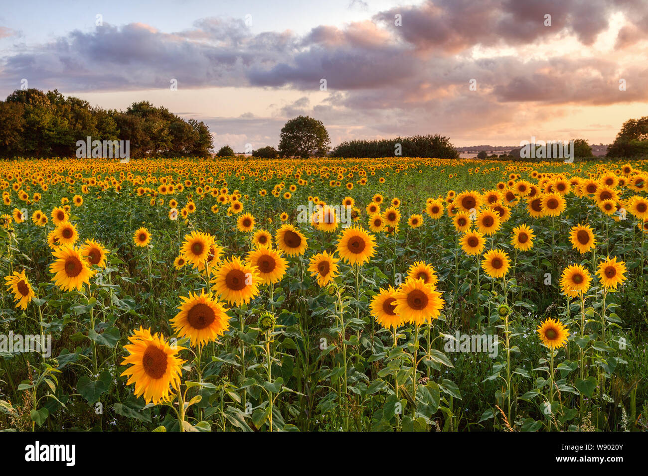 Winteringham hi-res stock photography and images - Alamy