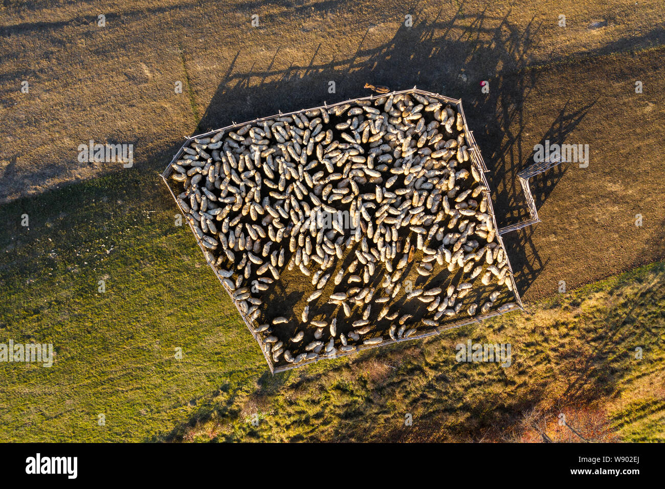 Aerial view sheepfold hi-res stock photography and images - Alamy