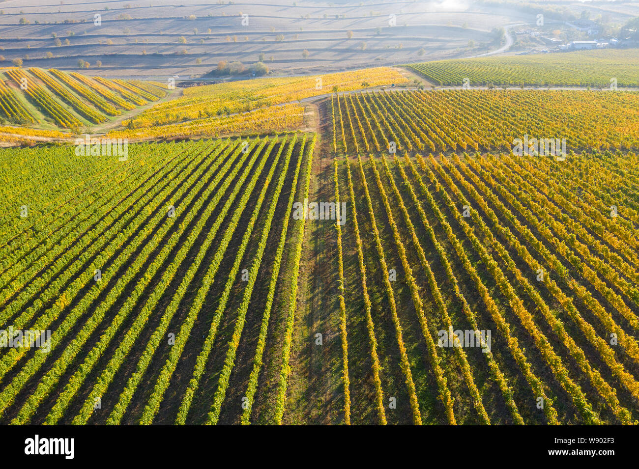 Rows in a vineyard, natural pattern above from a drone. Aerial view ...