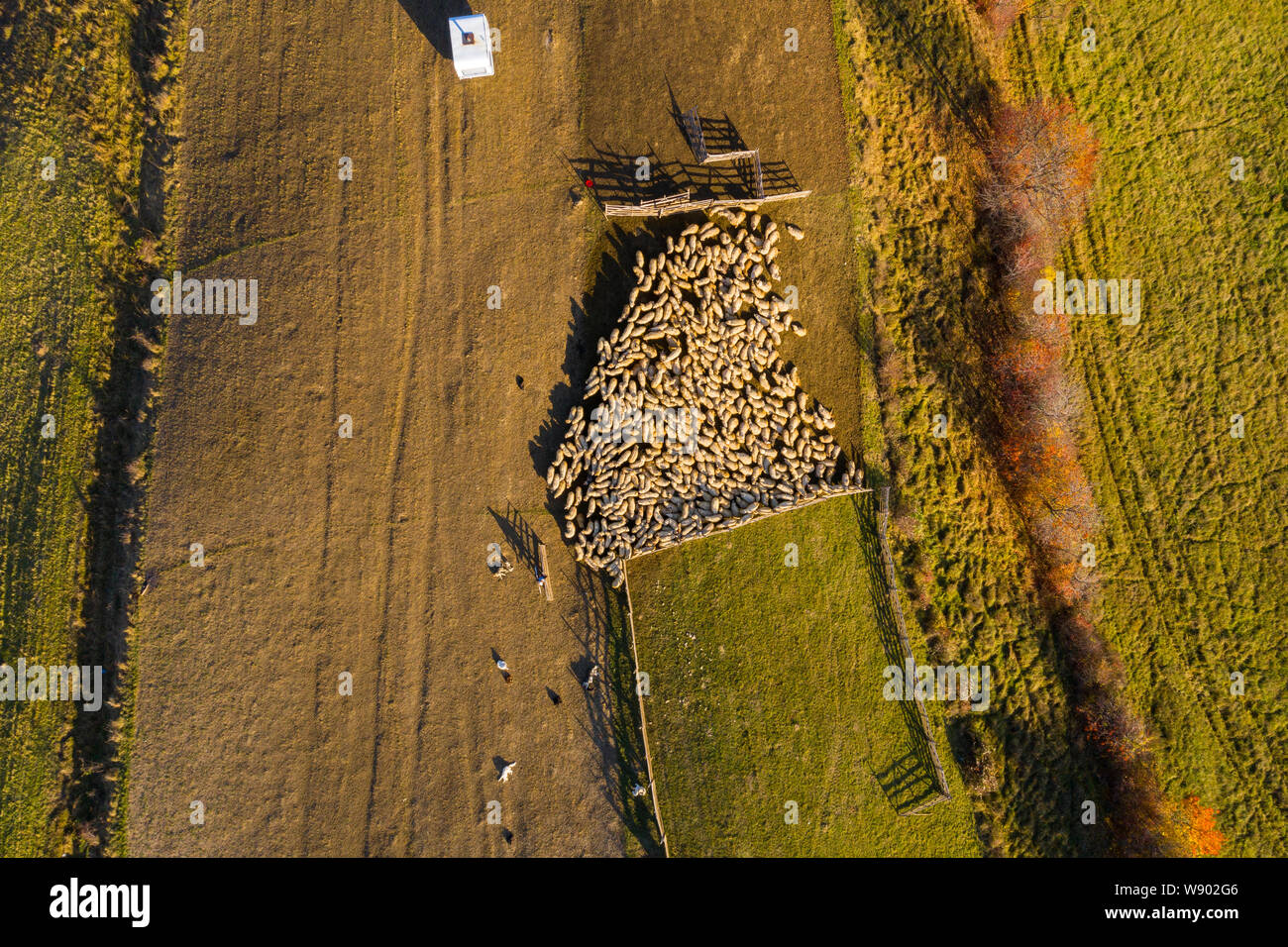 Aerial shot of sheep hi-res stock photography and images - Alamy