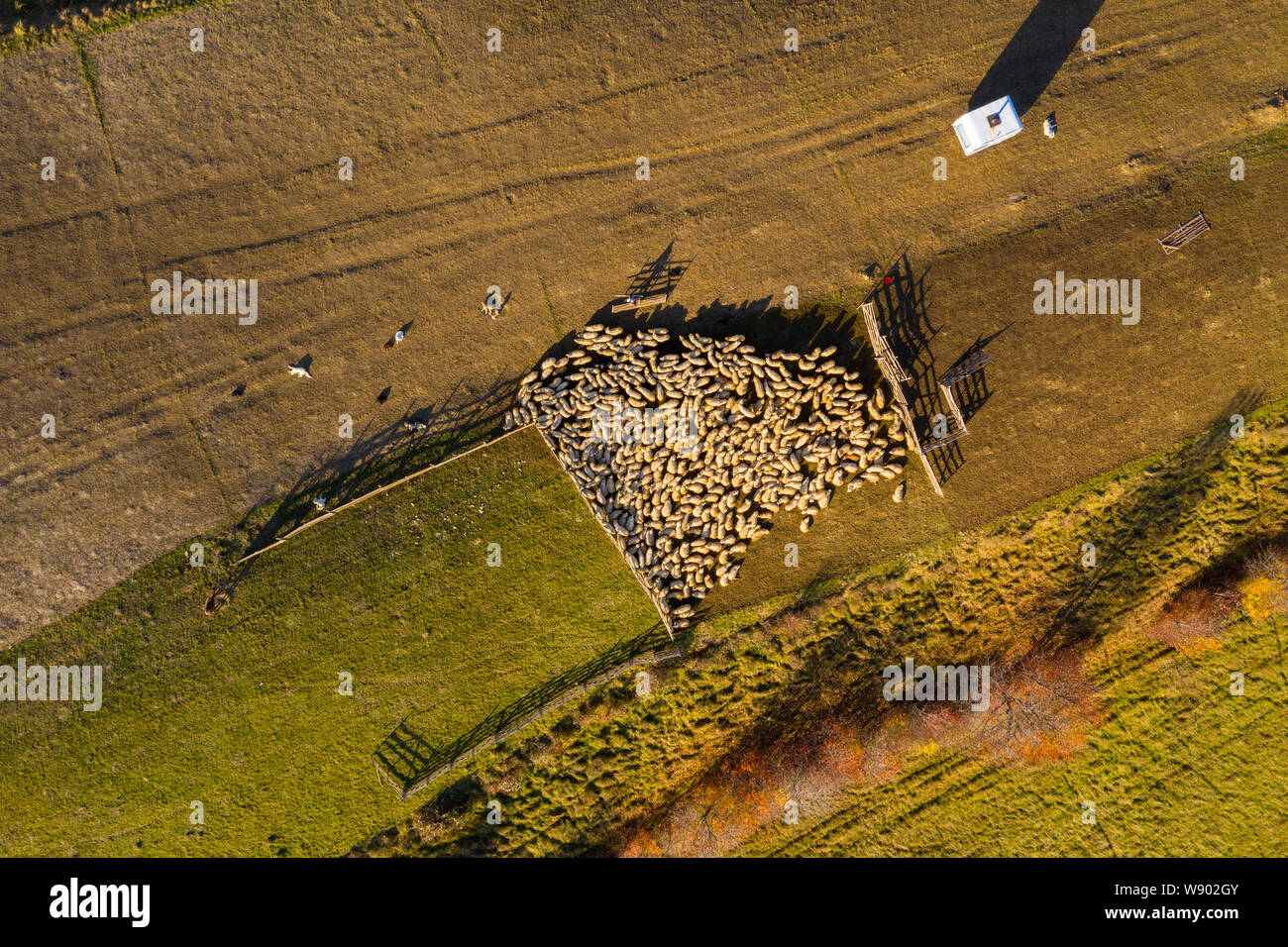 Sheep in sheepfold above in early morning lights. Aerial drone shot ...