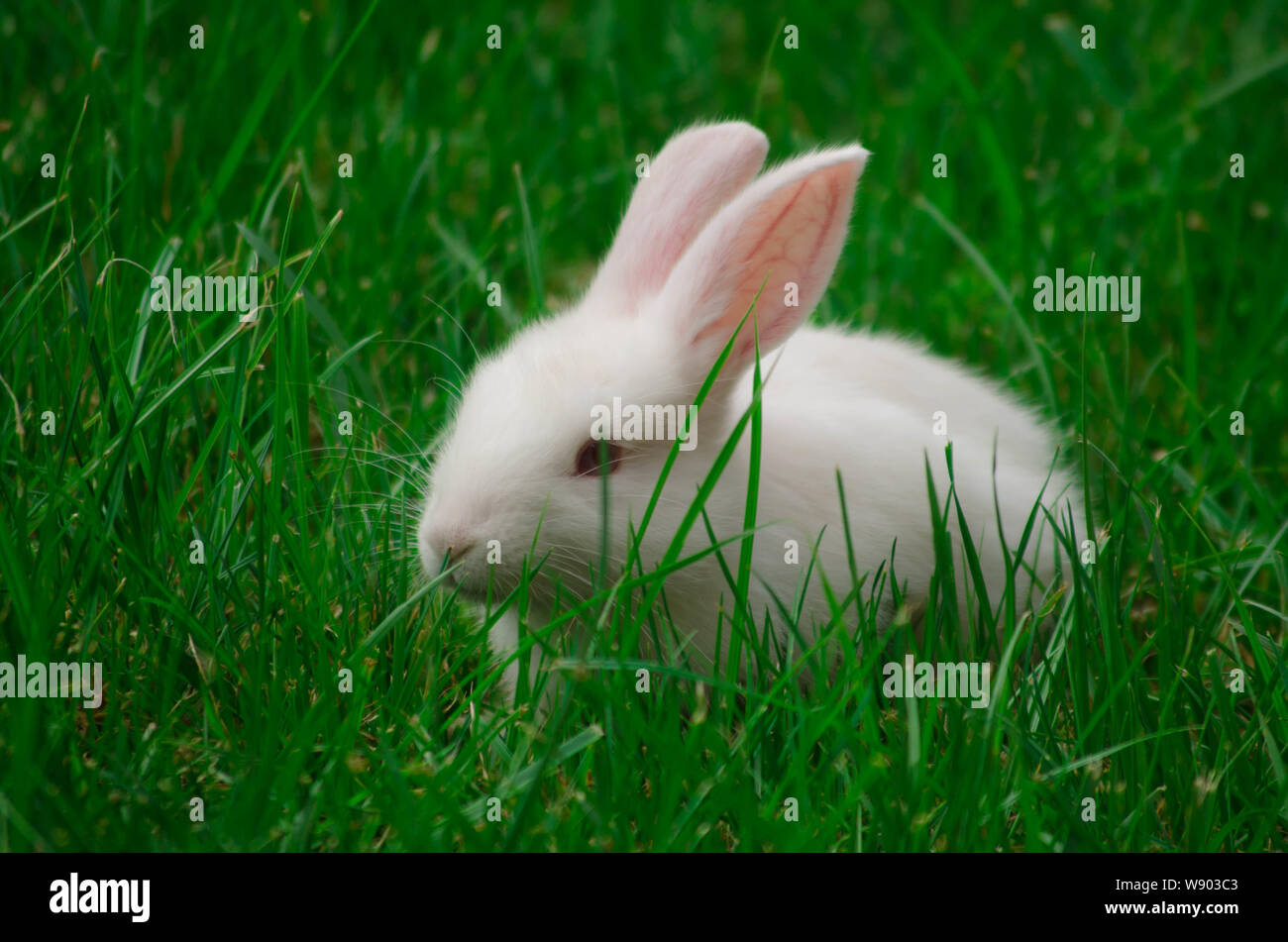 white Turkish rabbit in the green Stock Photo - Alamy