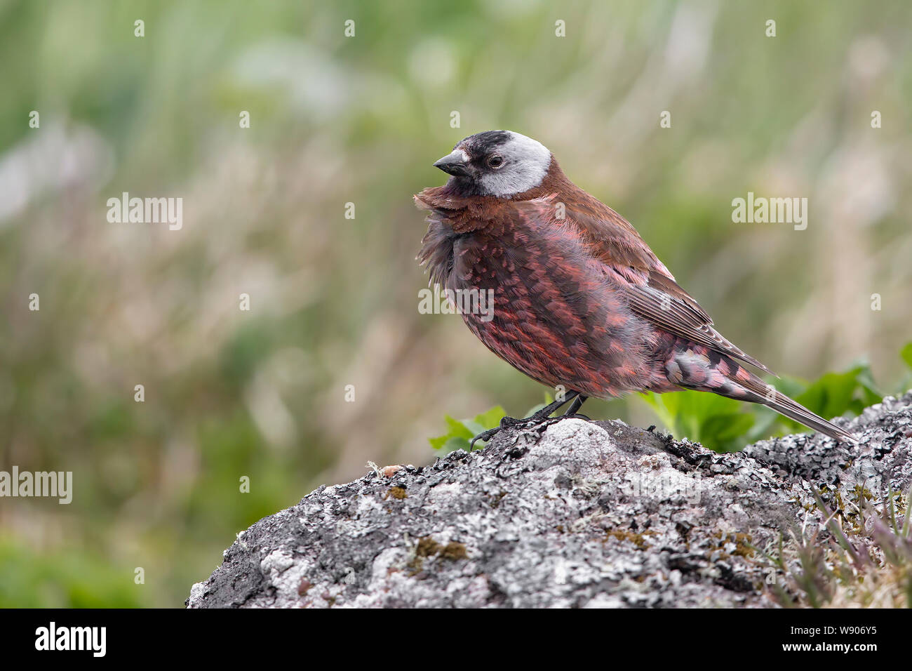 Rosy finch hi-res stock photography and images - Alamy