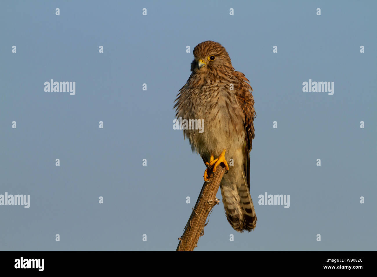 Female common kestrel hi-res stock photography and images - Alamy