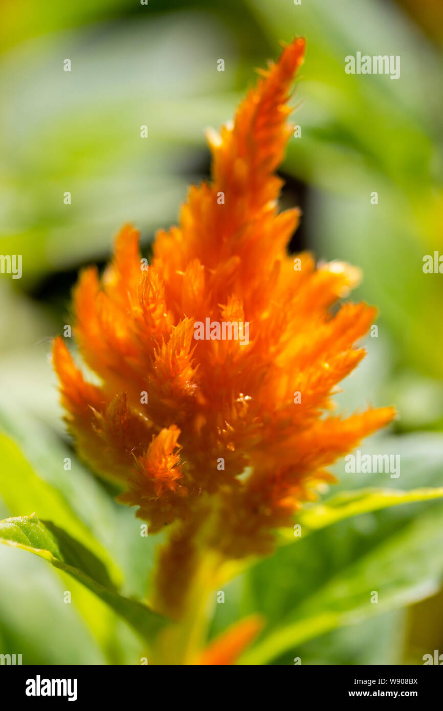 Orange panicle flowering plant Celosia argentea plumosa, inflorescence ...