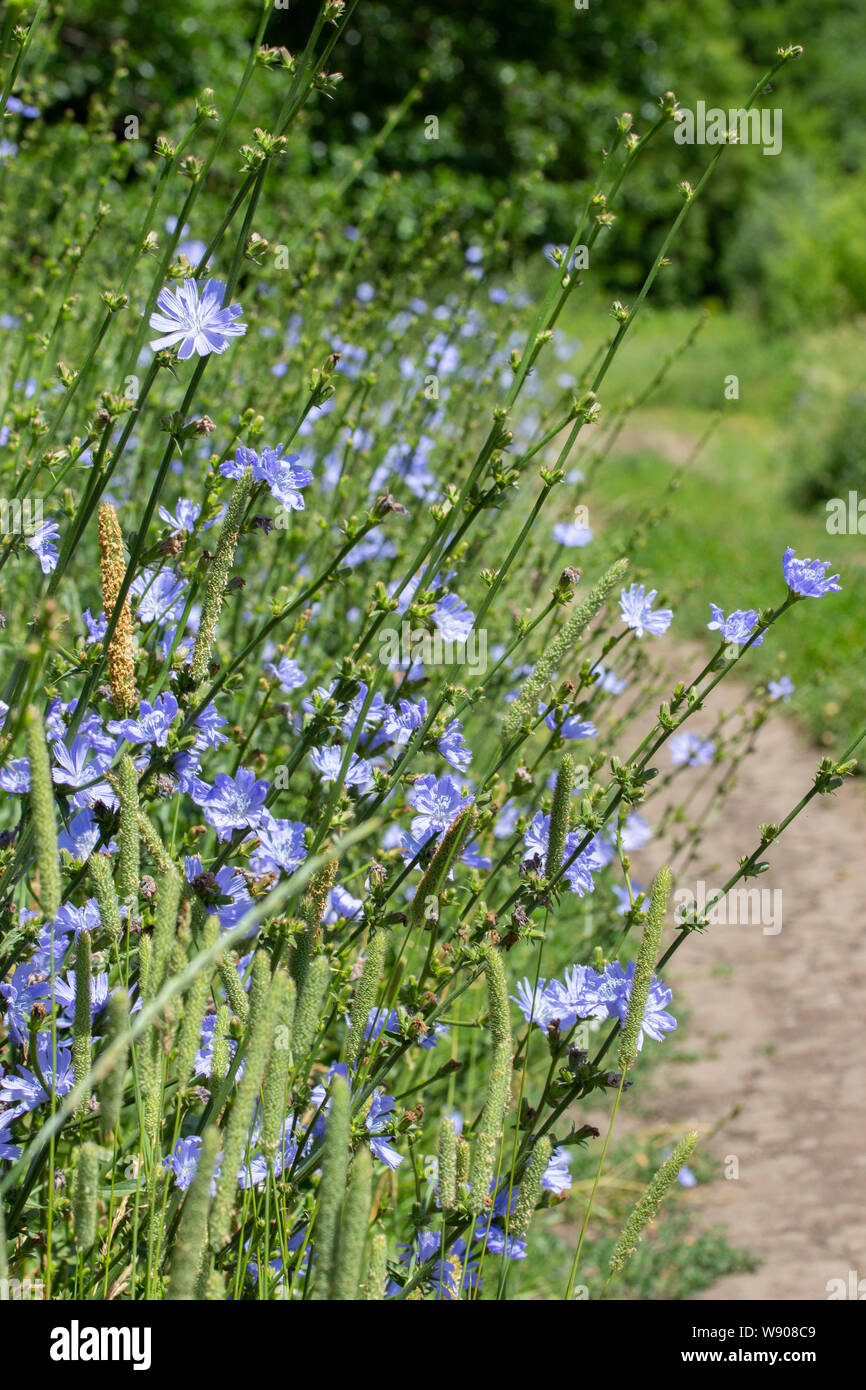 Wild Chicory