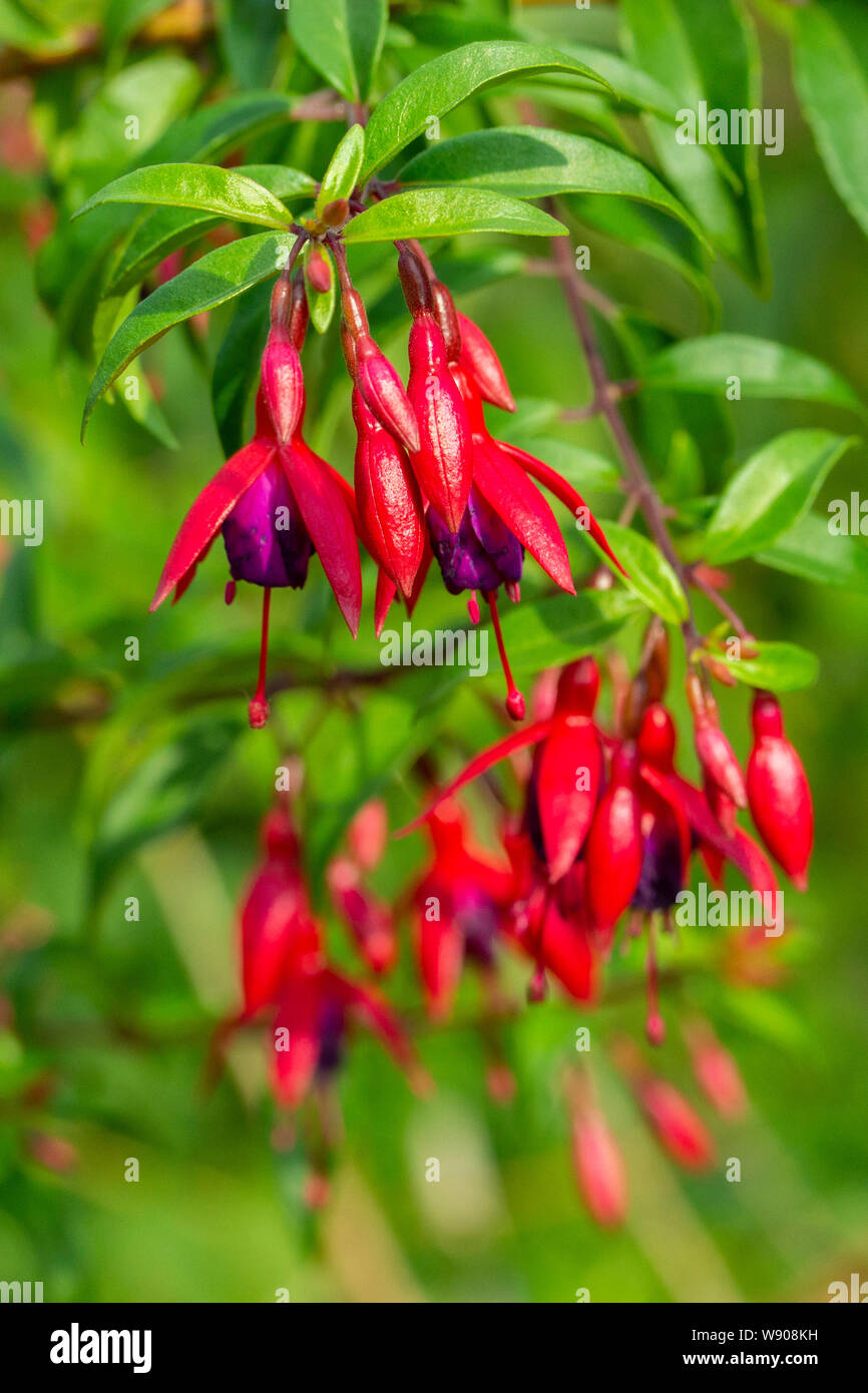 Fuchsia blooming family Onagraceae, evergreen ornamental plant. Red ...
