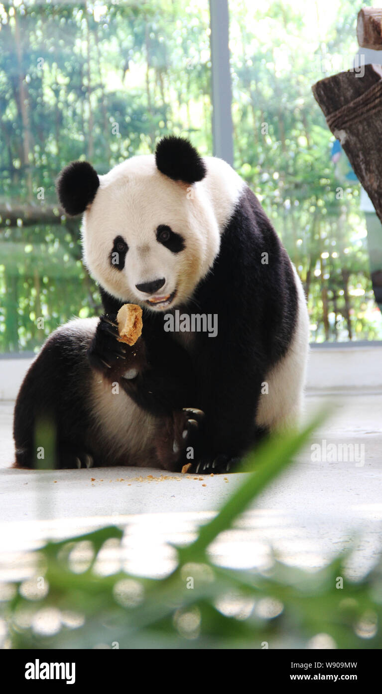 A giant panda eats mooncake-shaped fodder at Taihu Lake Wetland Park in ...
