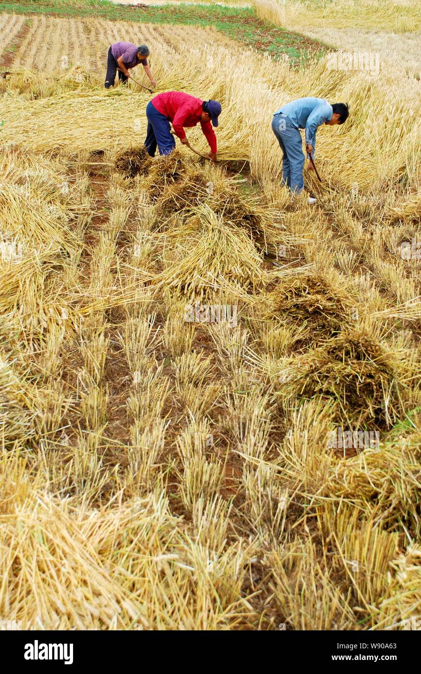 --FILE--Chinese farmers harvest wheat in a farm in Yunfeng village ...
